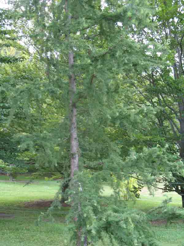 Online Plant Guide Larix Kaempferi Diana Diana Larch